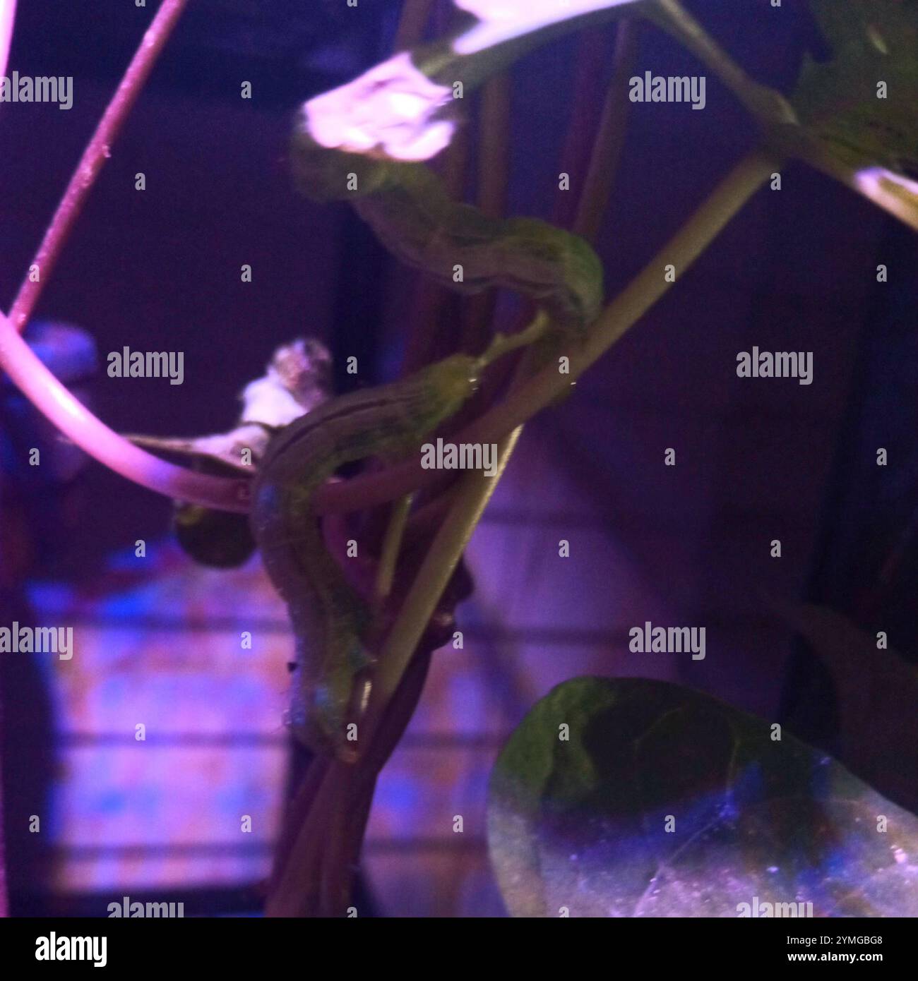 Geometer Moths (Geometridae Stock Photo - Alamy