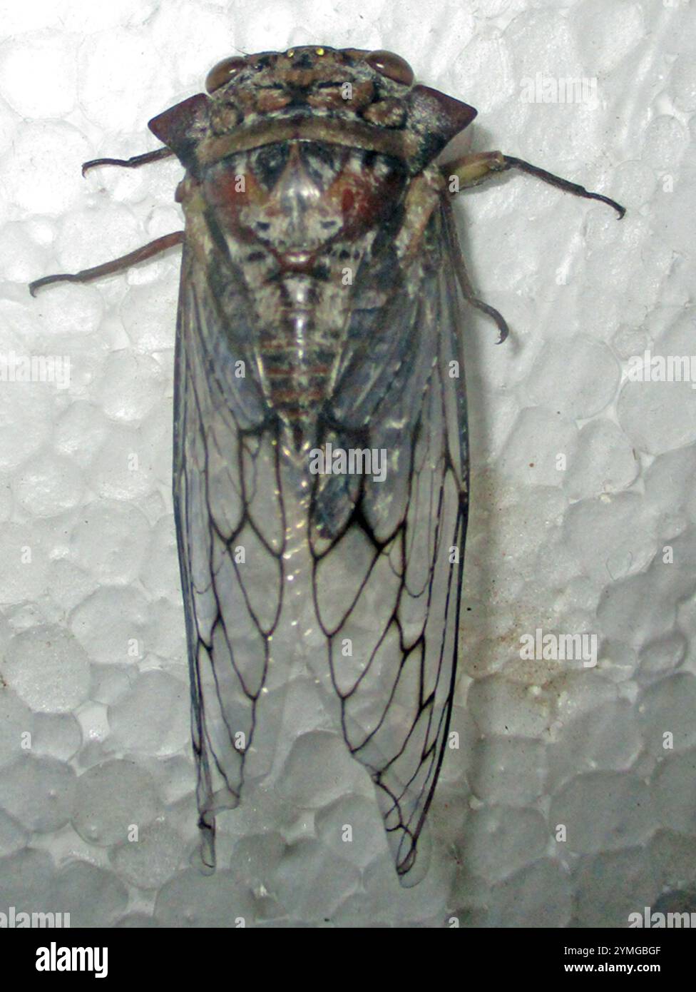 Sharpcollar Cicadas (Oxypleura Stock Photo - Alamy