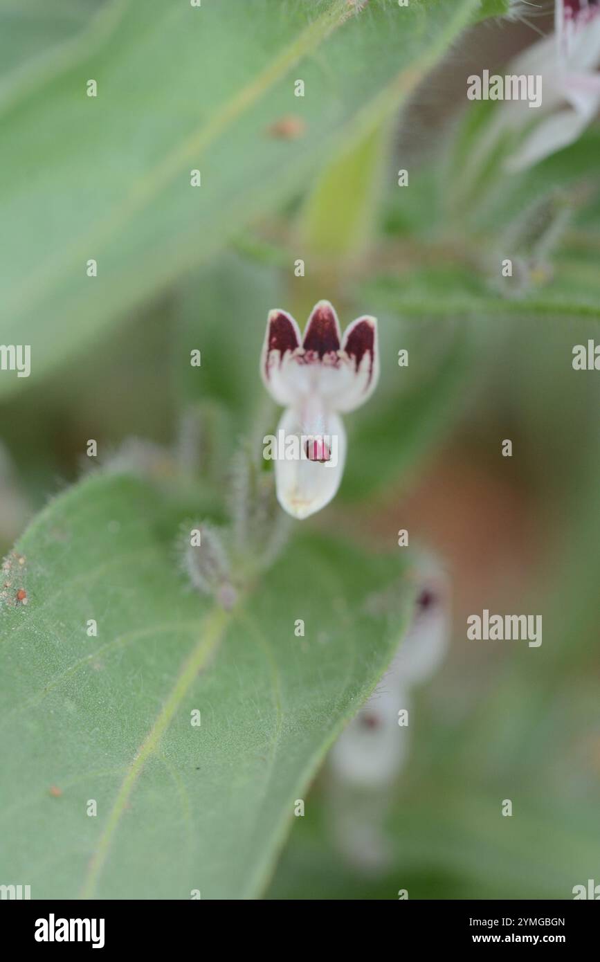 Green Chiretta (Andrographis paniculata Stock Photo - Alamy