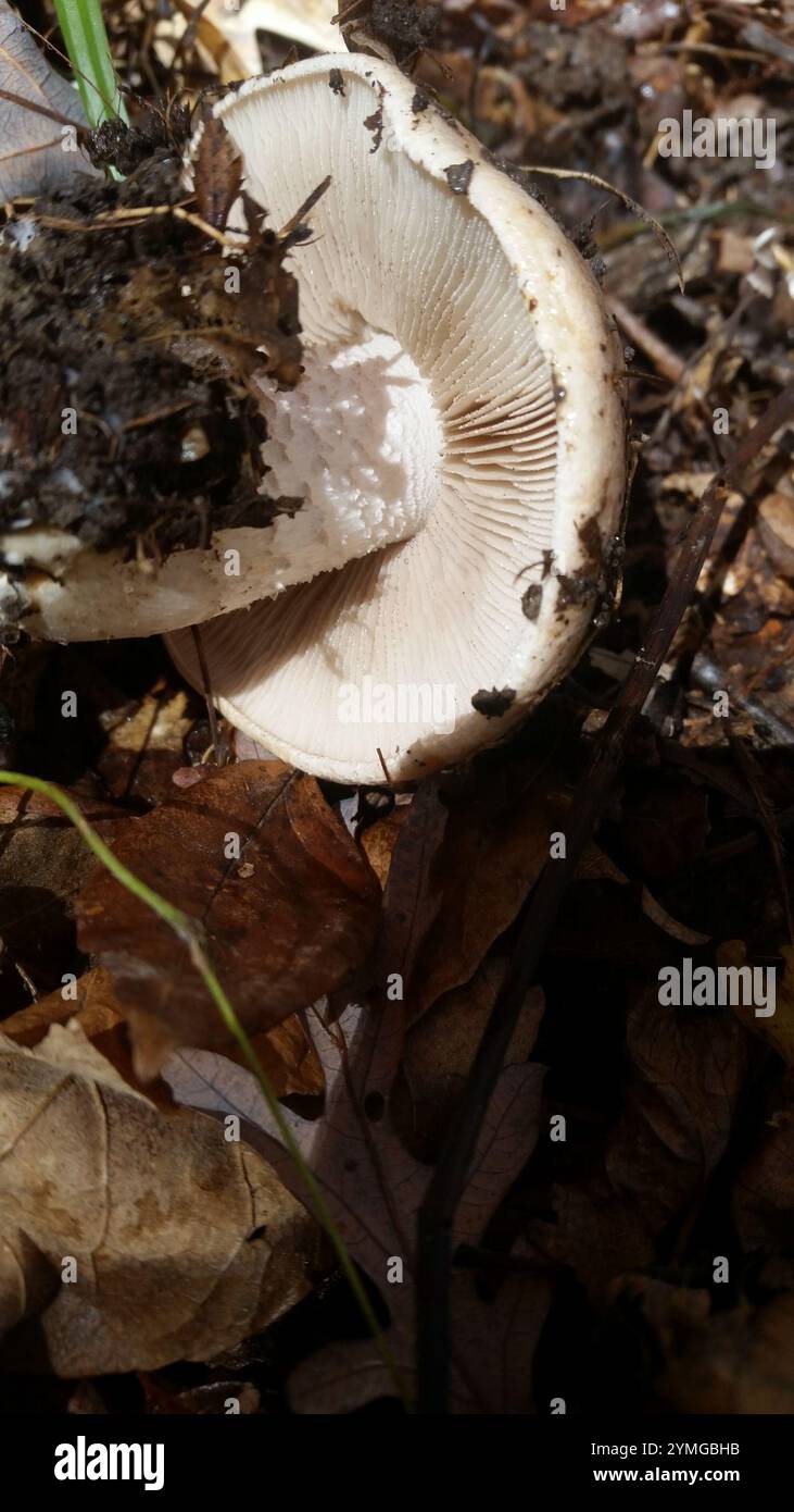 Bitter poisonpie hi-res stock photography and images - Alamy