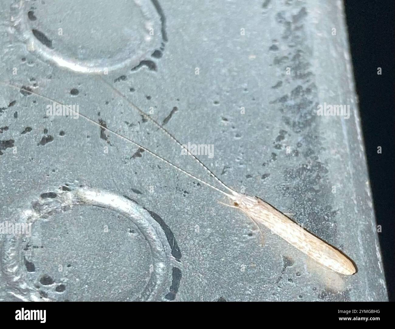 White Miller Caddisflies (Nectopsyche Stock Photo - Alamy