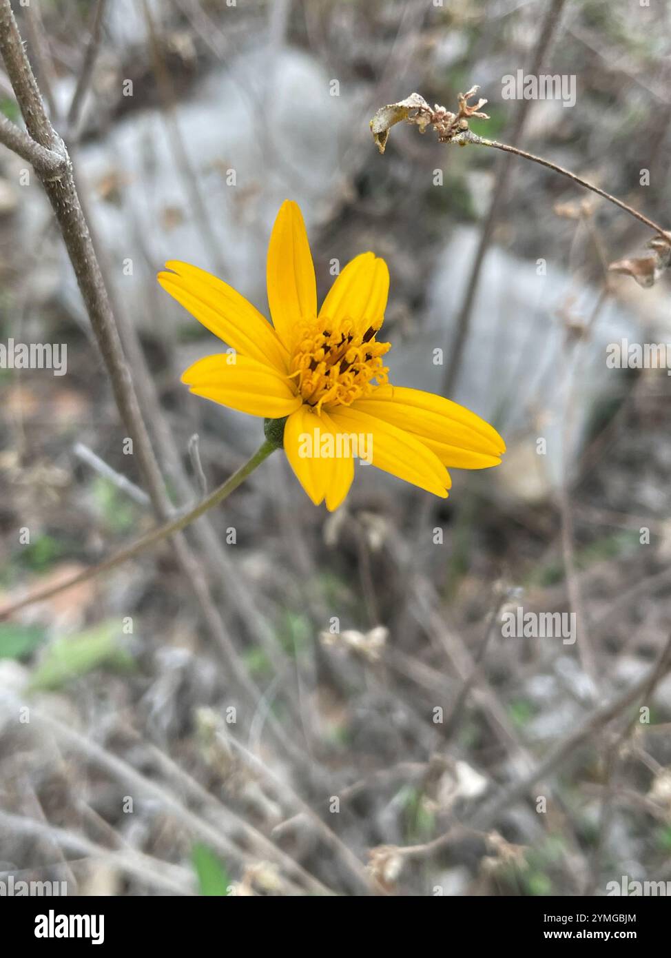 Texas creeping-oxeye (Wedelia hispida Stock Photo - Alamy