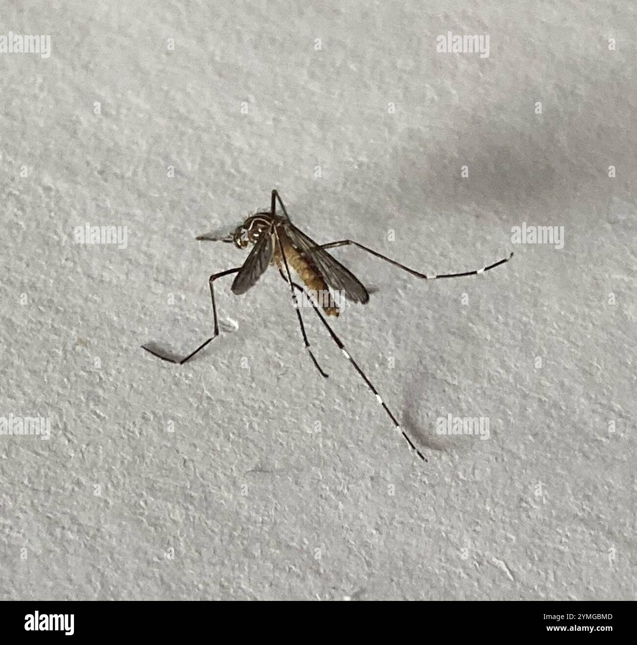 Striped Mosquito (Aedes notoscriptus Stock Photo - Alamy