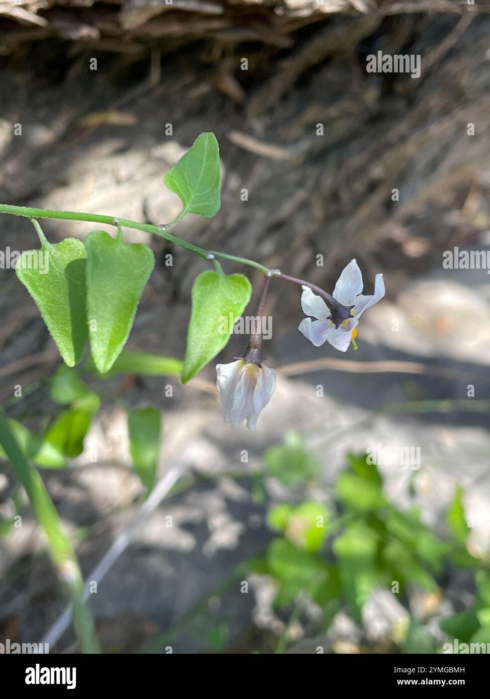 Texas nightshade (Solanum triquetrum Stock Photo - Alamy
