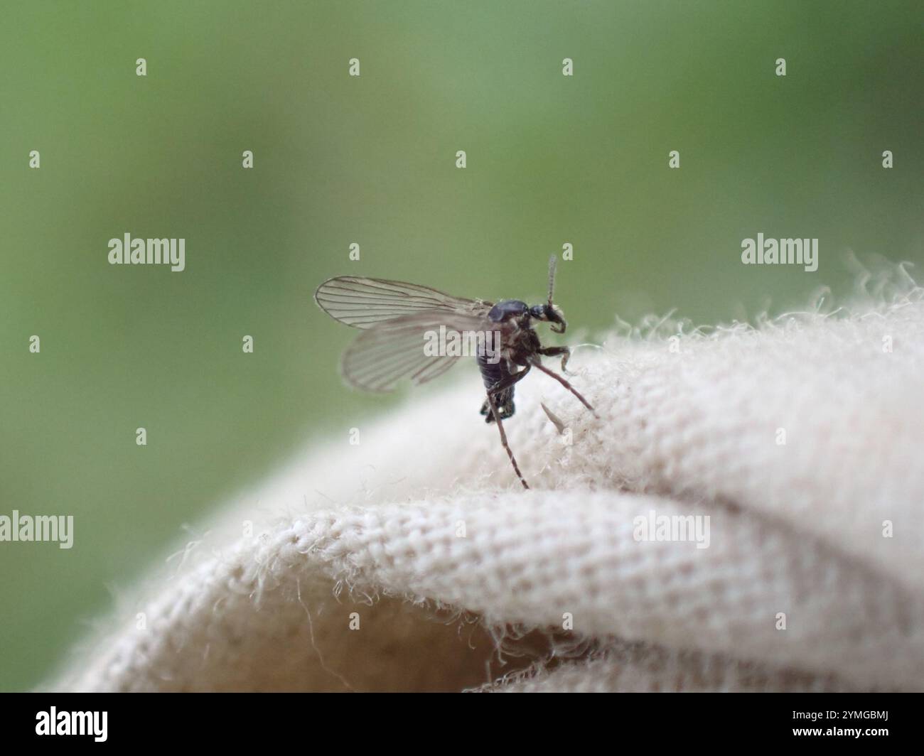 Moth Flies and Sand Flies (Psychodidae Stock Photo - Alamy