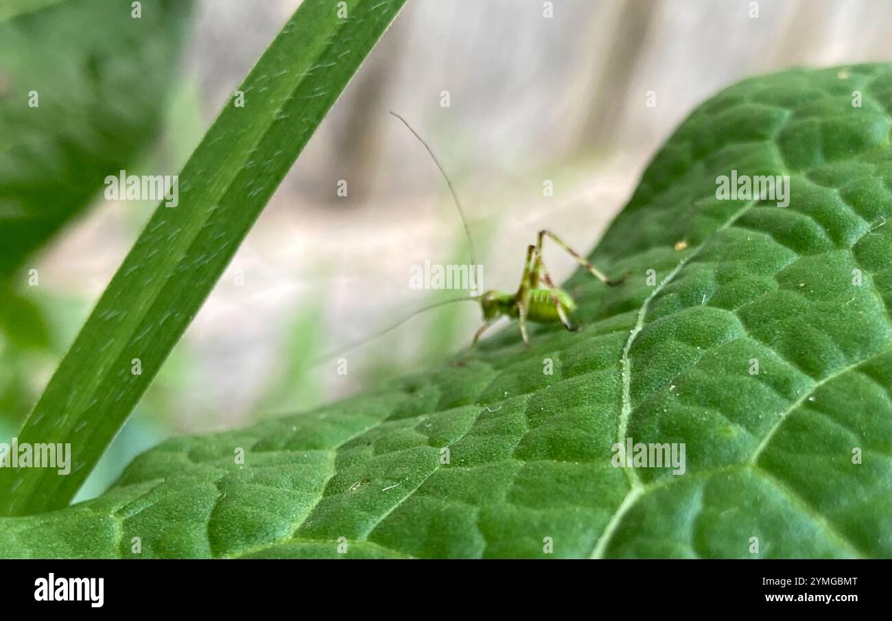 Australian Common Garden Katydid (Caedicia simplex Stock Photo - Alamy