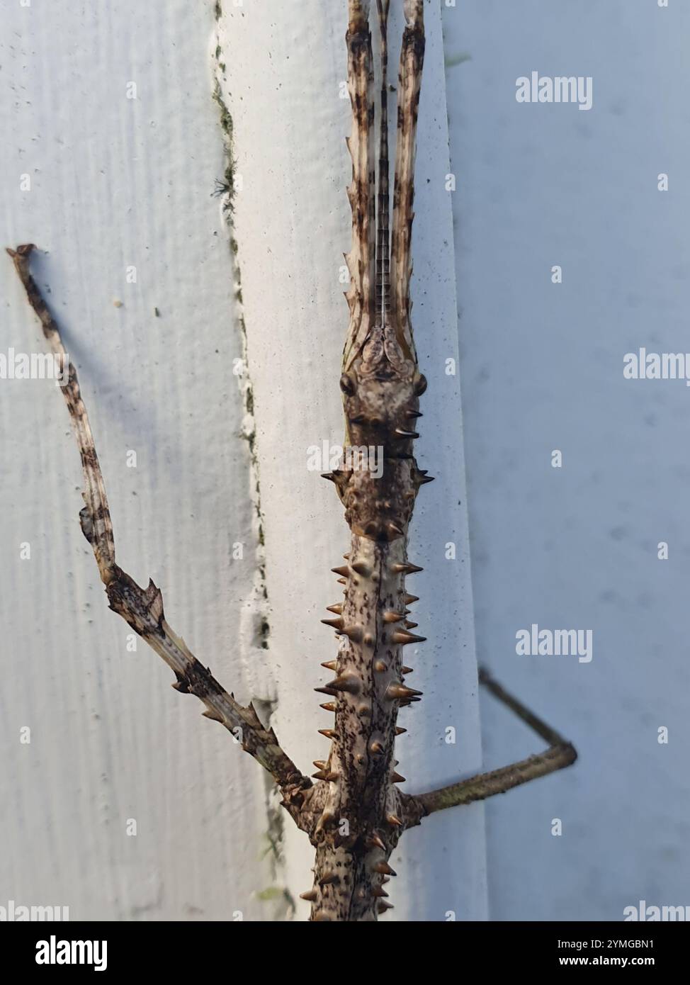 Prickly Stick Insect (Acanthoxyla prasina Stock Photo - Alamy