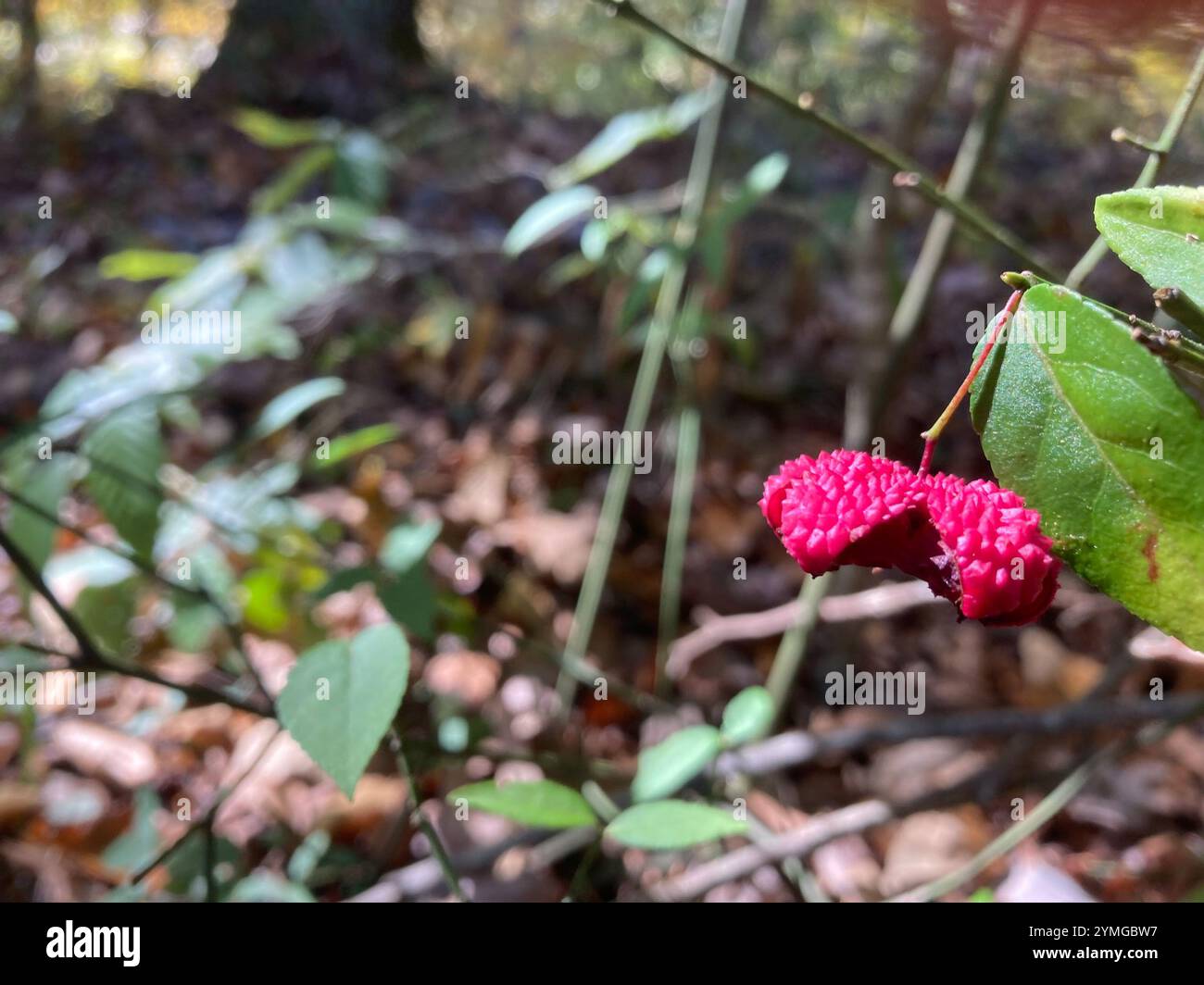 strawberry bush (Euonymus americanus Stock Photo - Alamy
