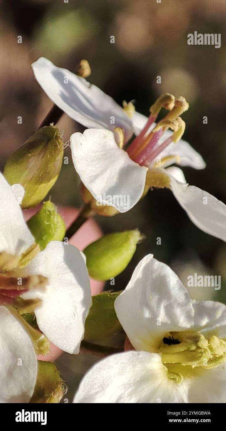 White Wall-rocket (Diplotaxis erucoides Stock Photo - Alamy