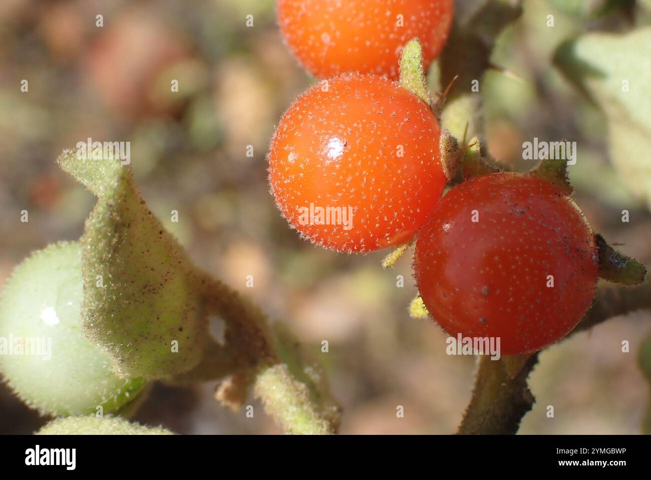Common Snake-apple (Solanum tomentosum Stock Photo - Alamy