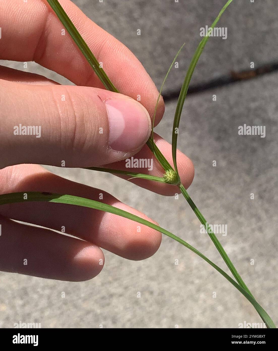 Shortleaf Spikesedge (Cyperus brevifolius Stock Photo - Alamy