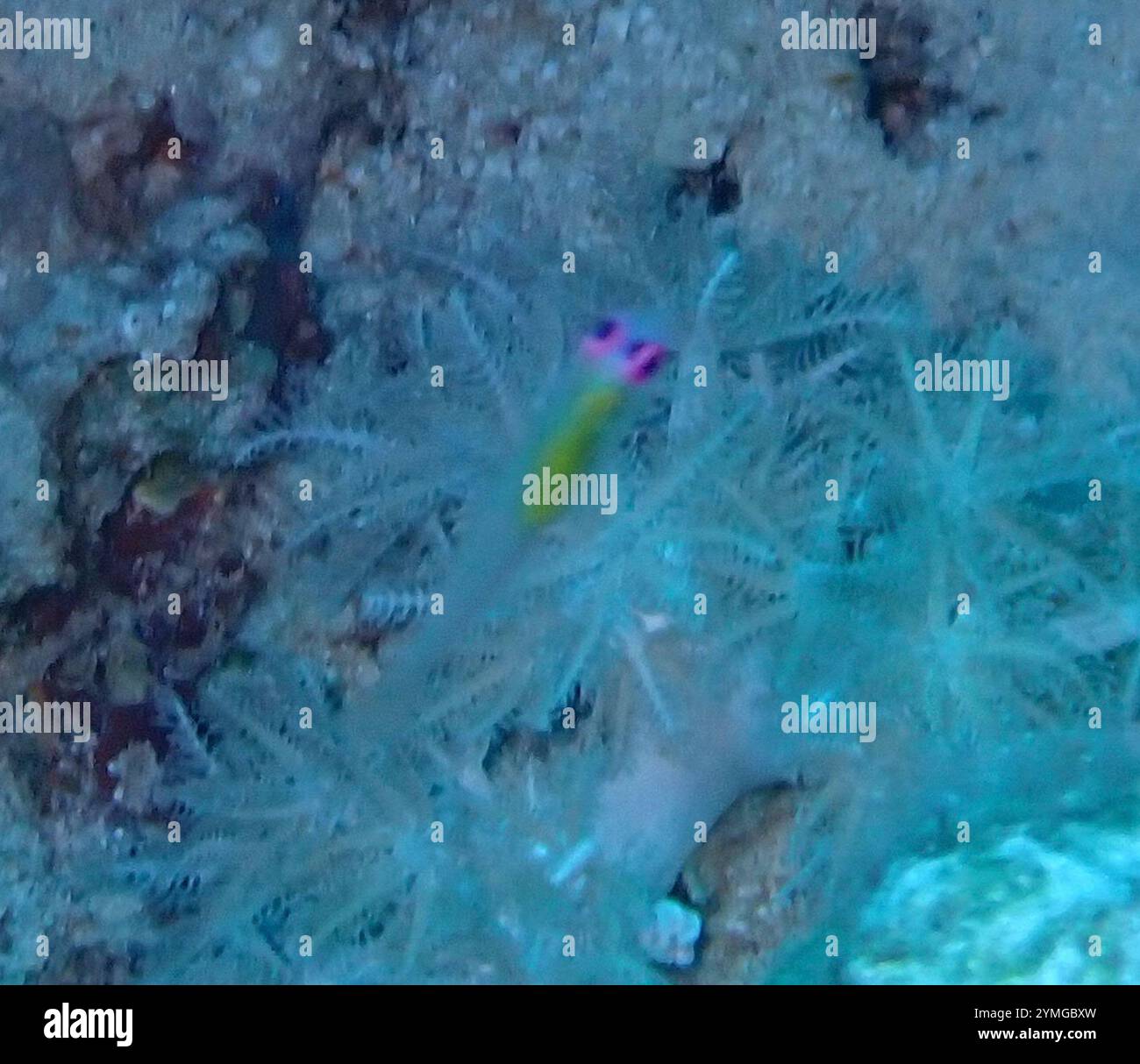 Purple goby hi-res stock photography and images - Alamy