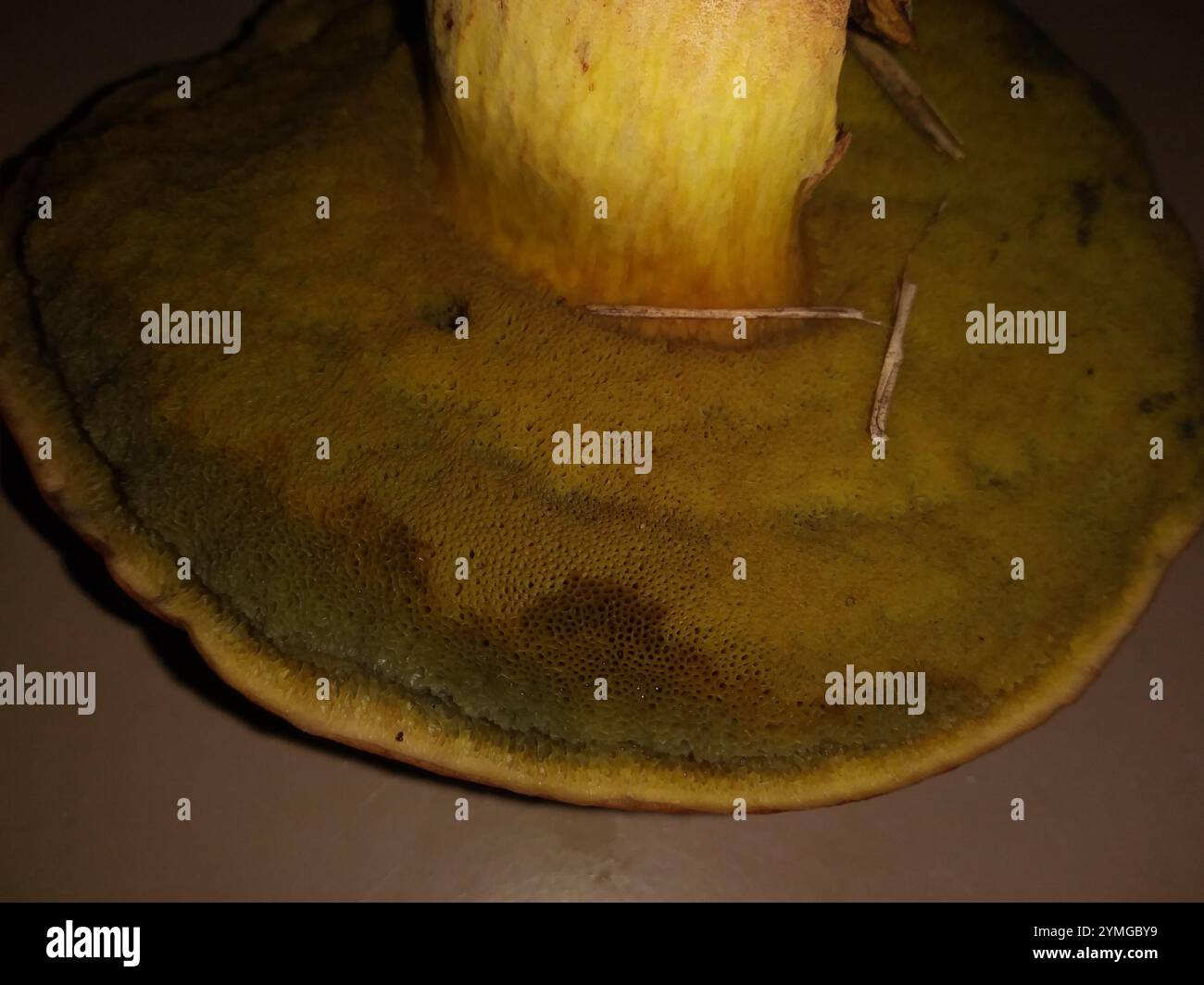 Butter Boletes (Butyriboletus Stock Photo - Alamy