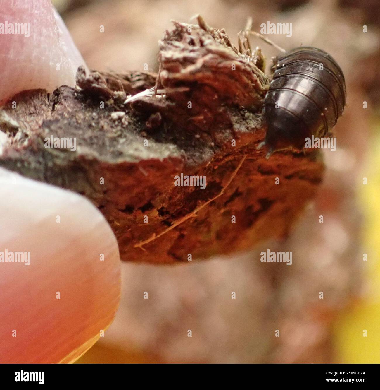 Long-jointed Beetles (Lagriinae Stock Photo - Alamy