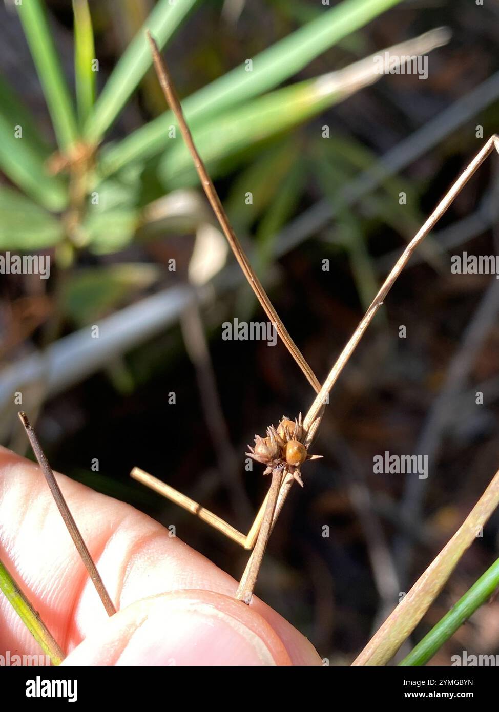 Leathery Rush (Juncus coriaceus Stock Photo - Alamy