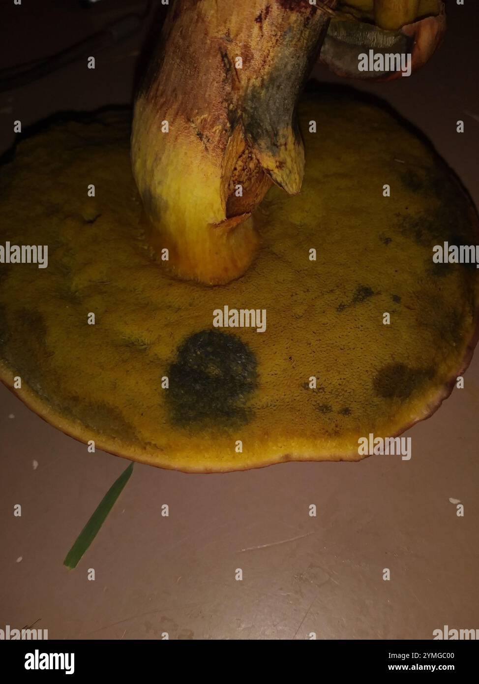 Butter Boletes (Butyriboletus Stock Photo - Alamy