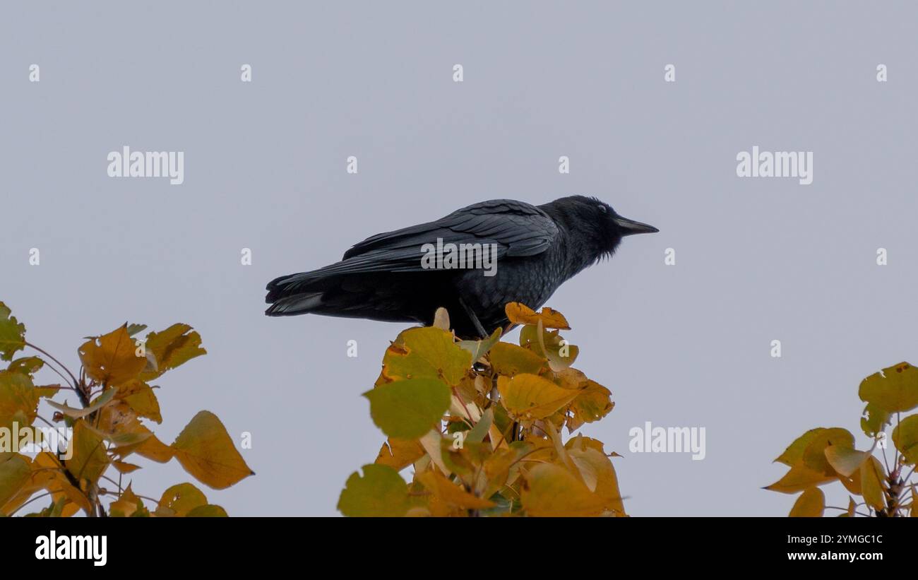 American Crow (Corvus brachyrhynchos Stock Photo - Alamy