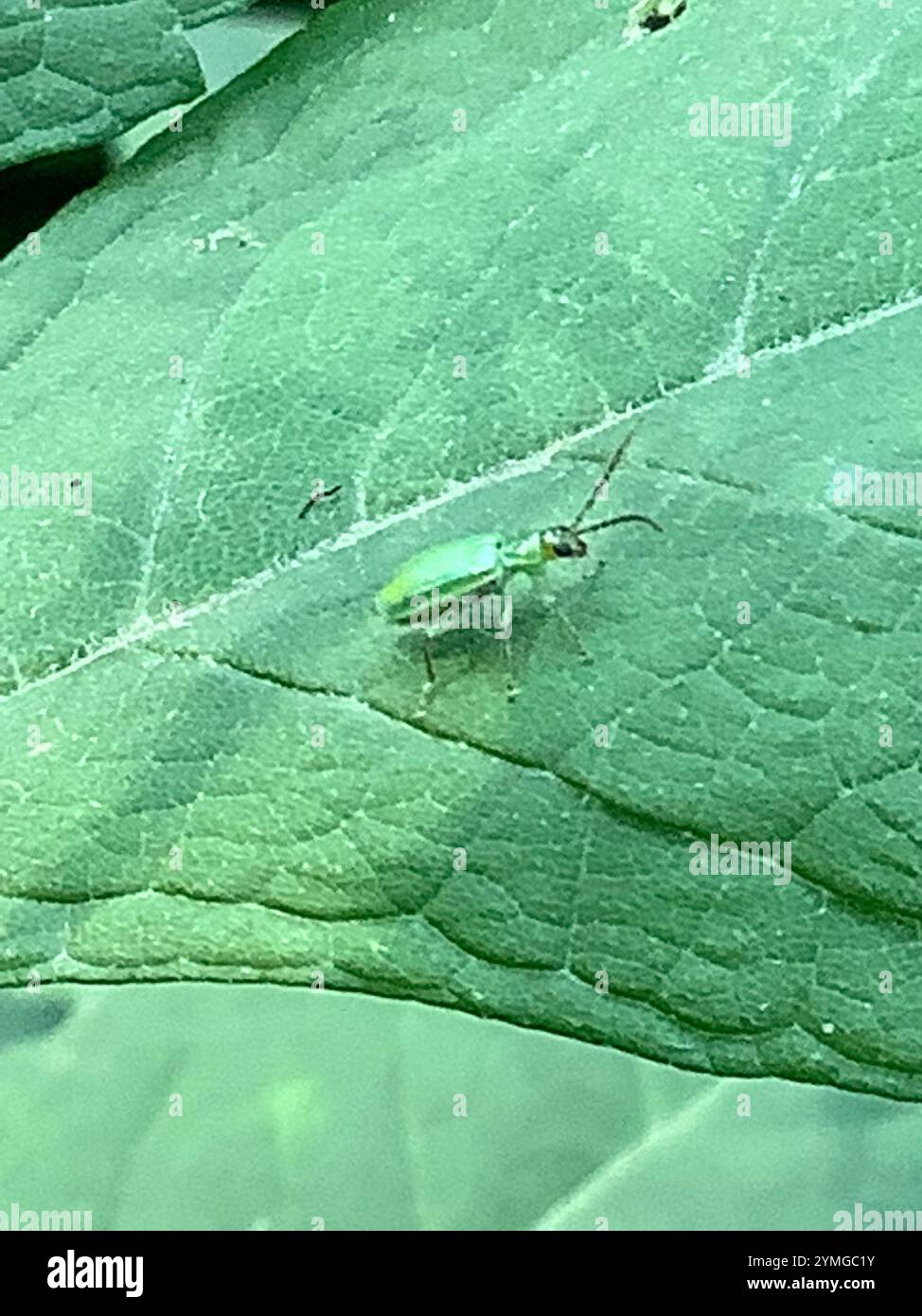 northern corn rootworm (Diabrotica barberi Stock Photo - Alamy