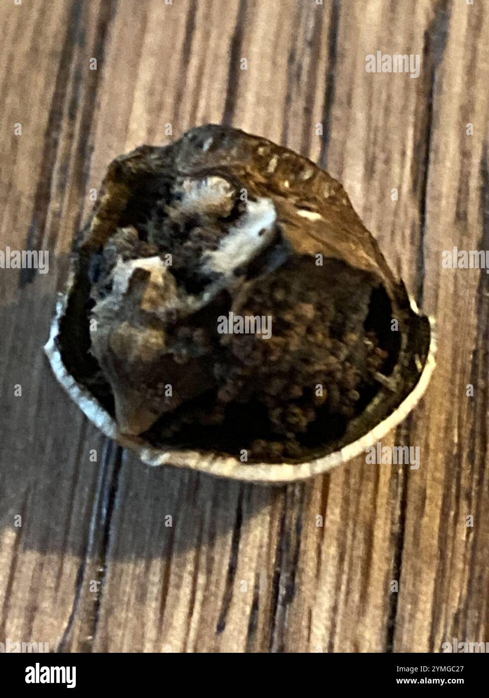 Acorn Moth (Blastobasis glandulella Stock Photo - Alamy