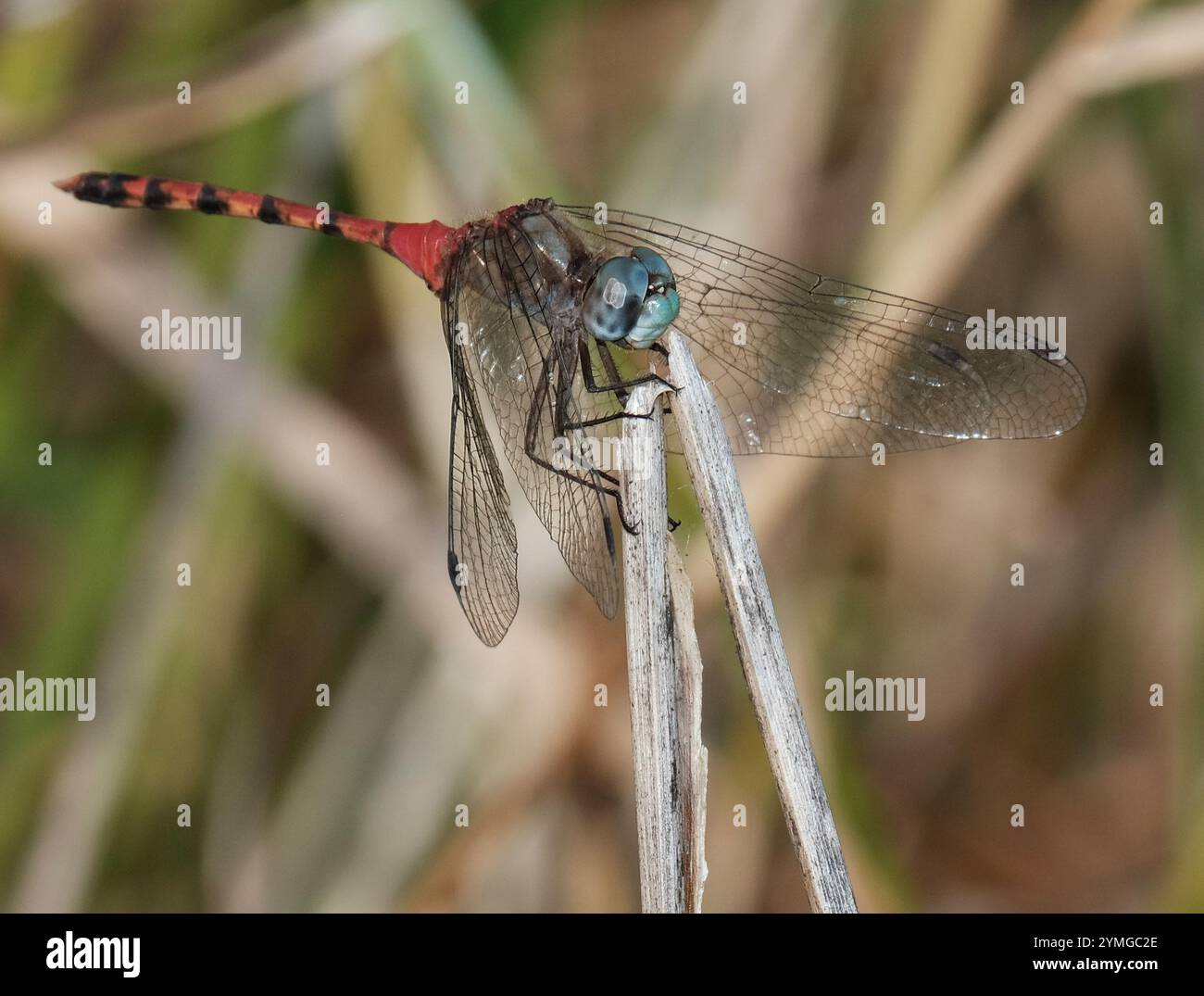 Blue-faced Meadowhawk (Sympetrum ambiguum Stock Photo - Alamy