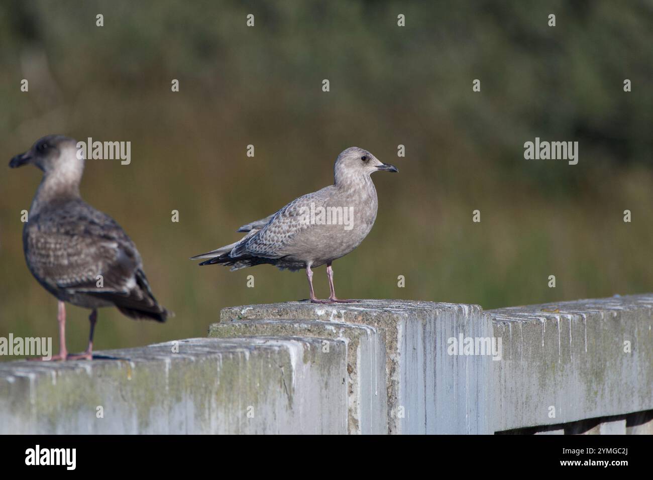 Larus glaucoides thayeri hi-res stock photography and images - Alamy