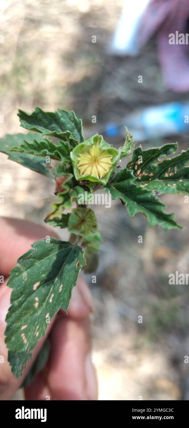 three-lobe false mallow (Malvastrum coromandelianum Stock Photo - Alamy