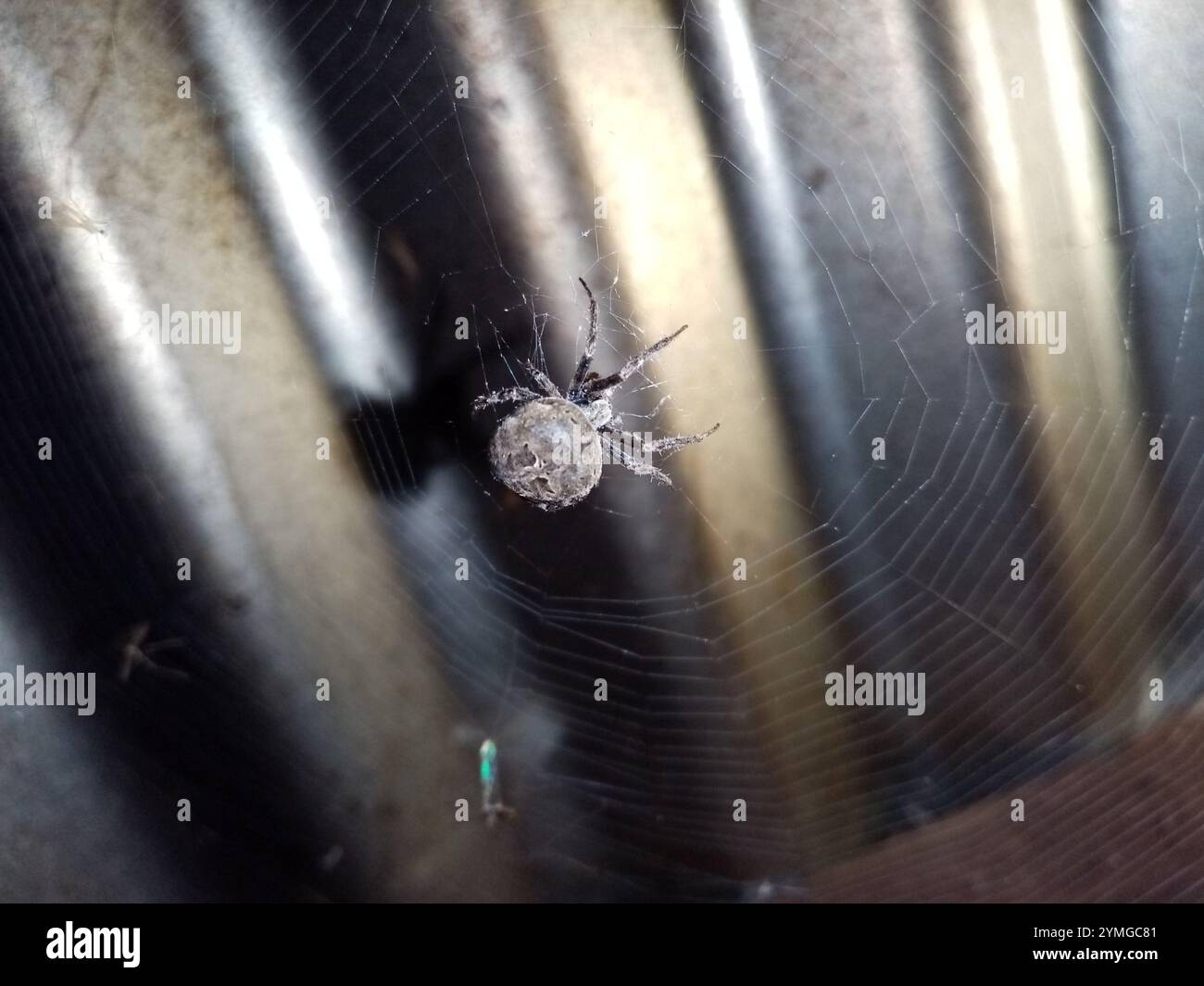 Neoscona nautica spider hi-res stock photography and images - Alamy