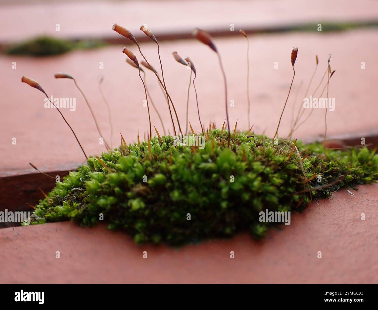 Capillary Thread-moss (Ptychostomum capillare Stock Photo - Alamy