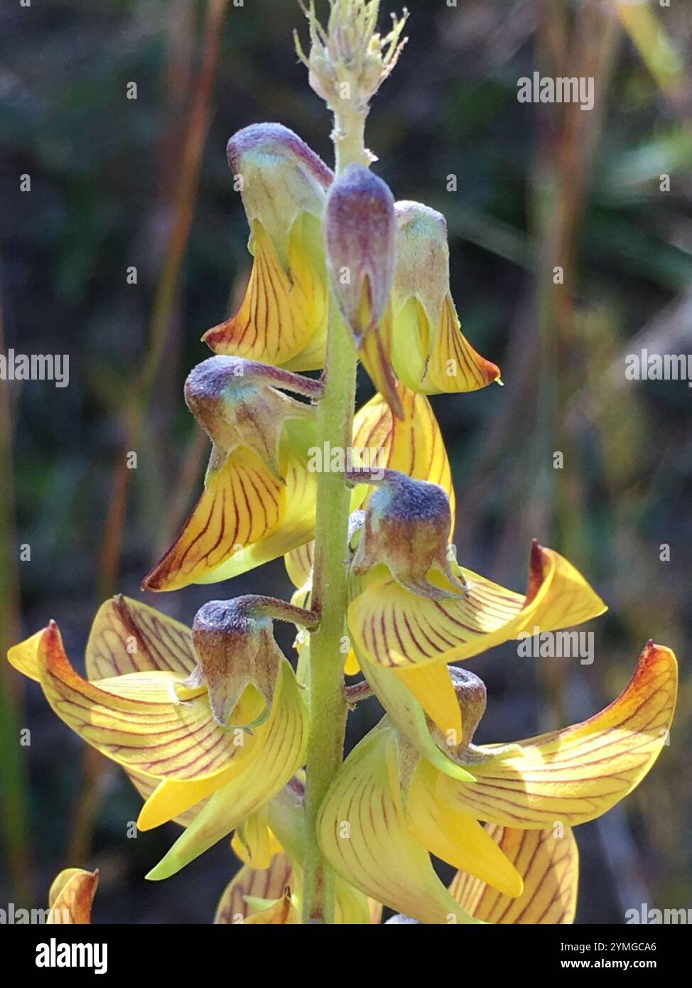 Crotalaria pallida hi-res stock photography and images - Alamy