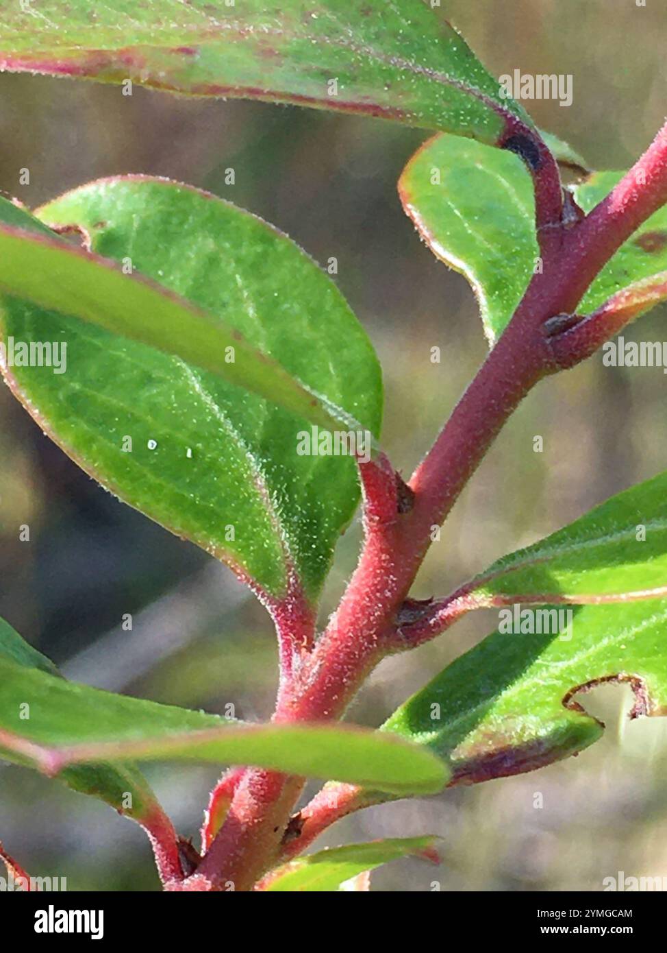 staggerbush (Lyonia mariana Stock Photo - Alamy