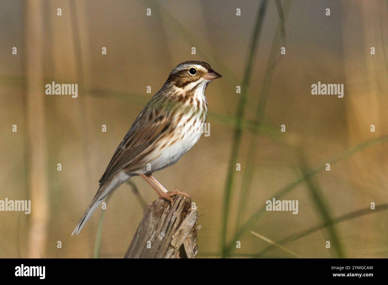 Savannah Sparrow (Passerculus sandwichensis Stock Photo - Alamy