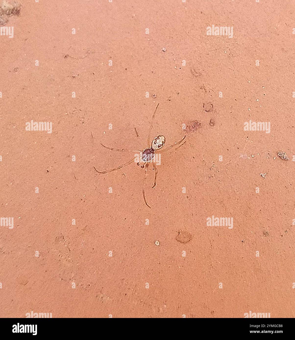 Triangulate Combfoot (Steatoda triangulosa Stock Photo - Alamy
