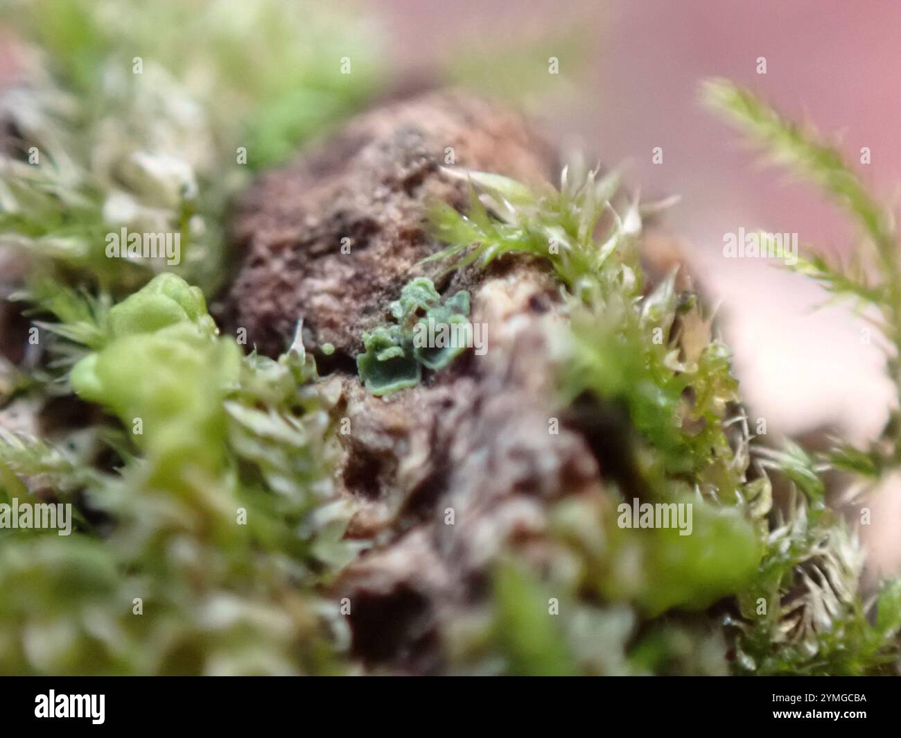 Elf ears lichen hi-res stock photography and images - Alamy