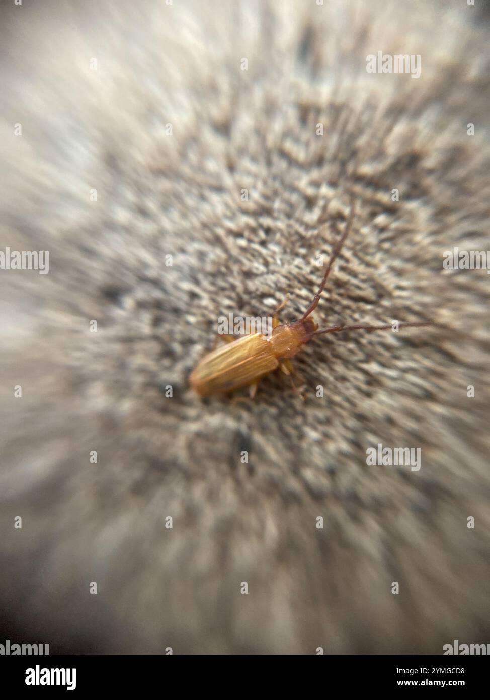 Uleiota planata hi-res stock photography and images - Alamy