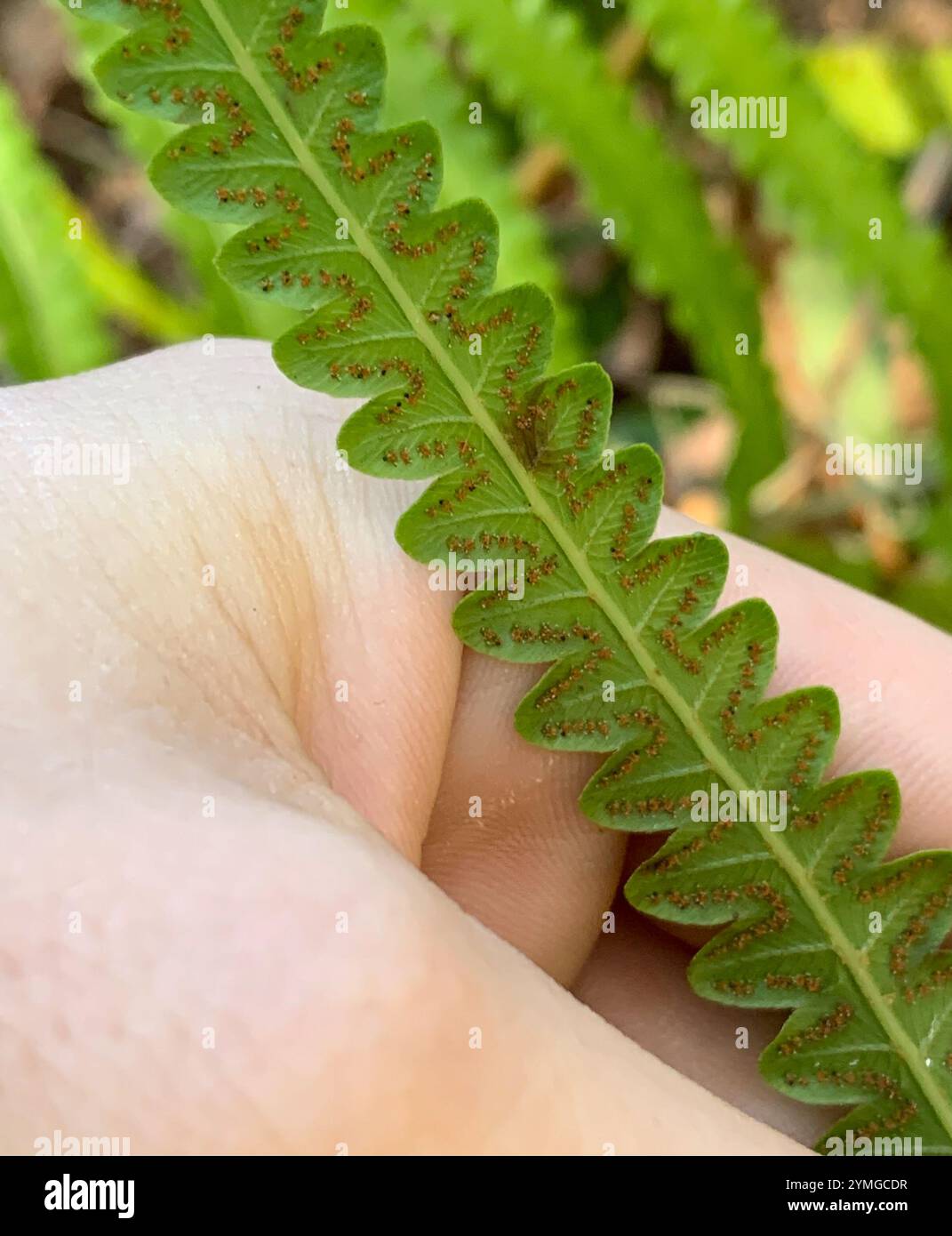 Swamp Shield-fern (Cyclosorus interruptus Stock Photo - Alamy