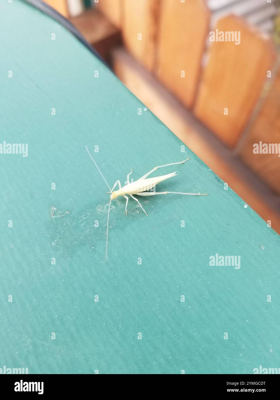 Common Tree Crickets (Oecanthus Stock Photo - Alamy