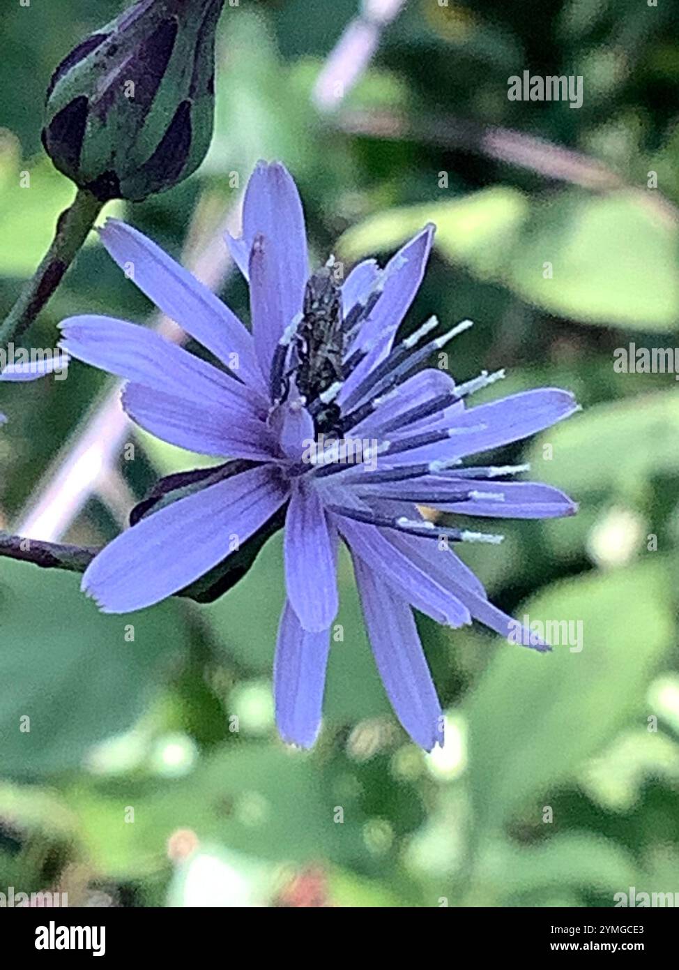 Ants, Bees, Wasps, and Sawflies (Hymenoptera Stock Photo - Alamy