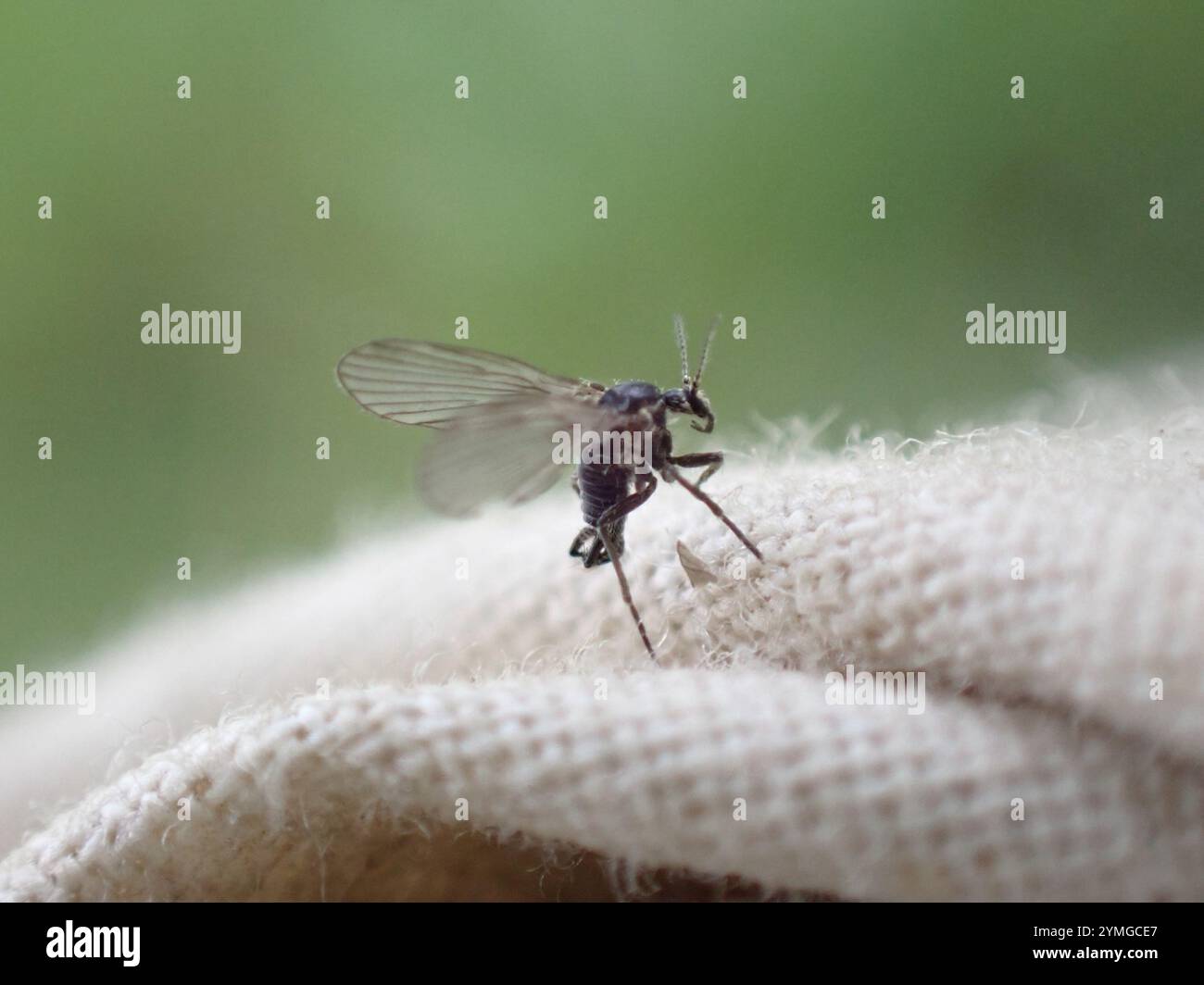 Psychodidae hi-res stock photography and images - Alamy