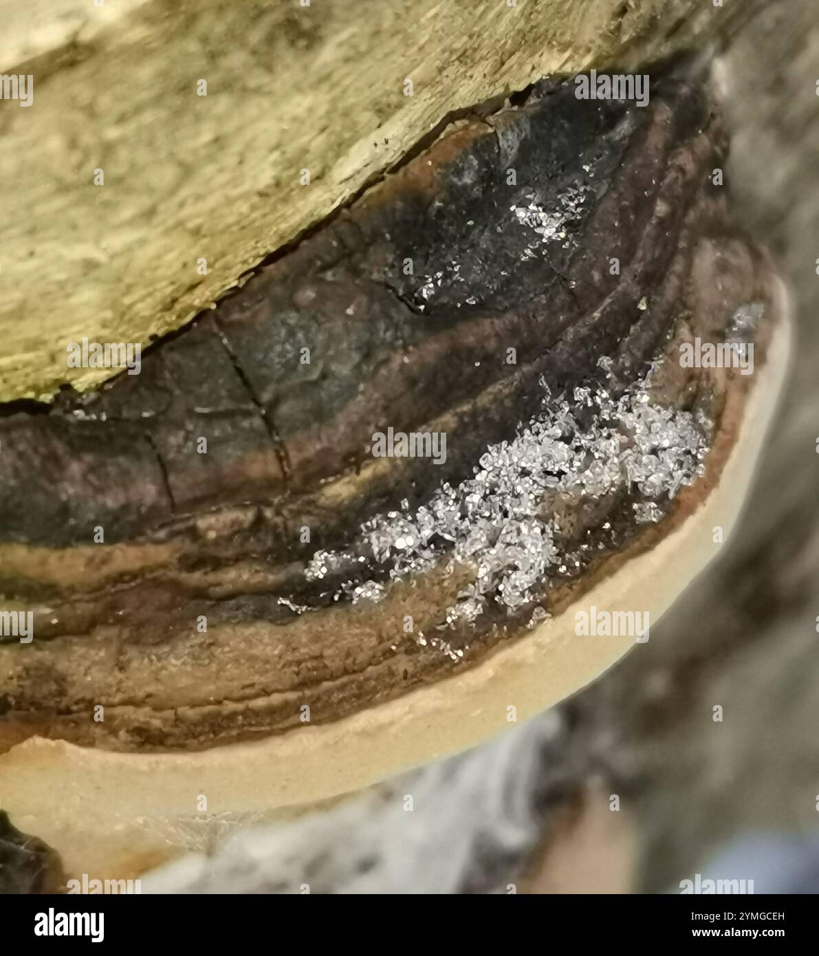 Lundellii hi-res stock photography and images - Alamy