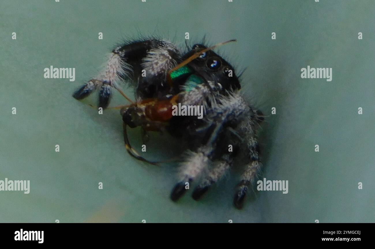 Regal Jumping Spider (Phidippus regius Stock Photo - Alamy