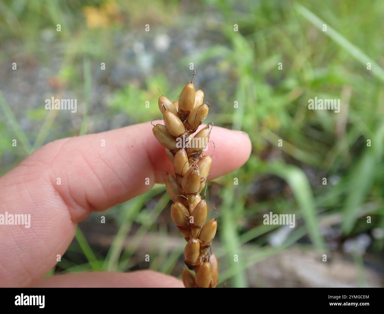 Alaska Plantain (Plantago macrocarpa Stock Photo - Alamy