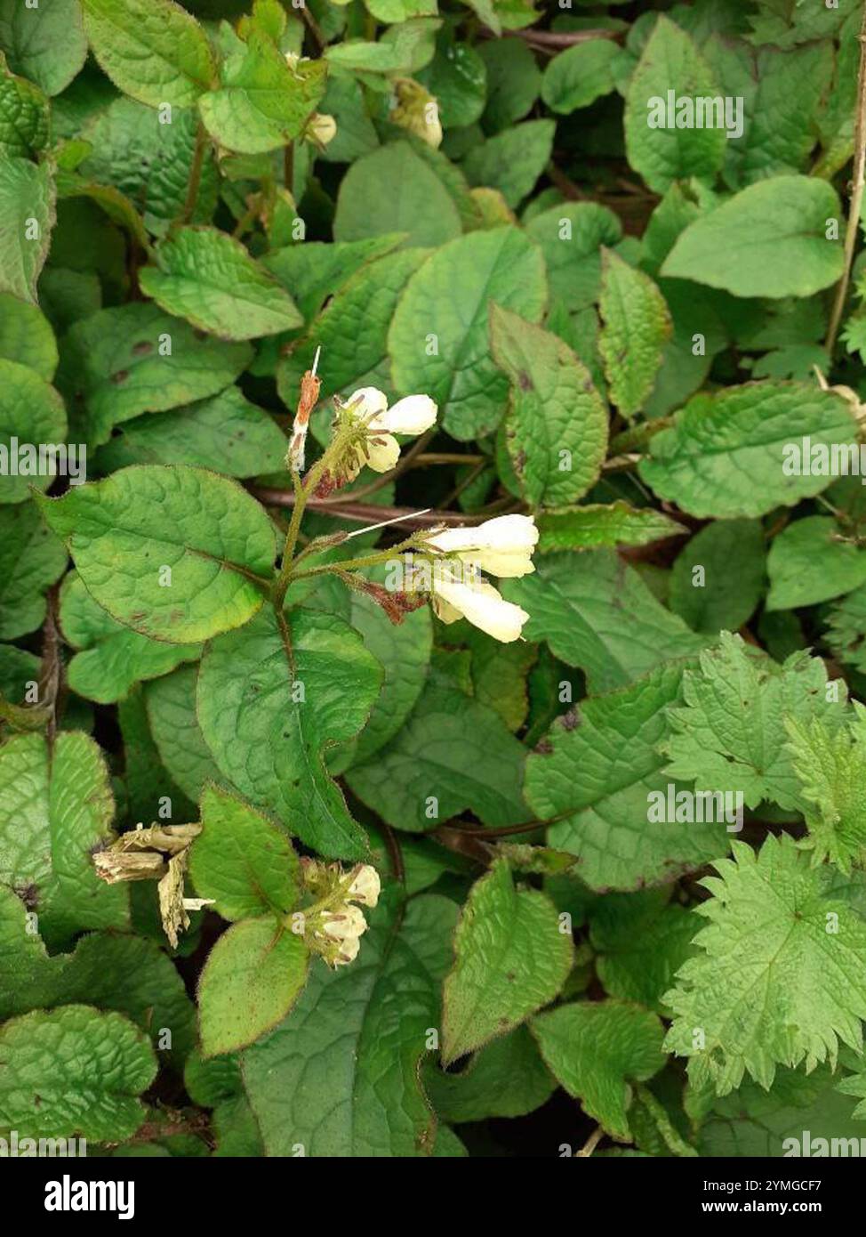 Creeping Comfrey (Symphytum grandiflorum Stock Photo - Alamy