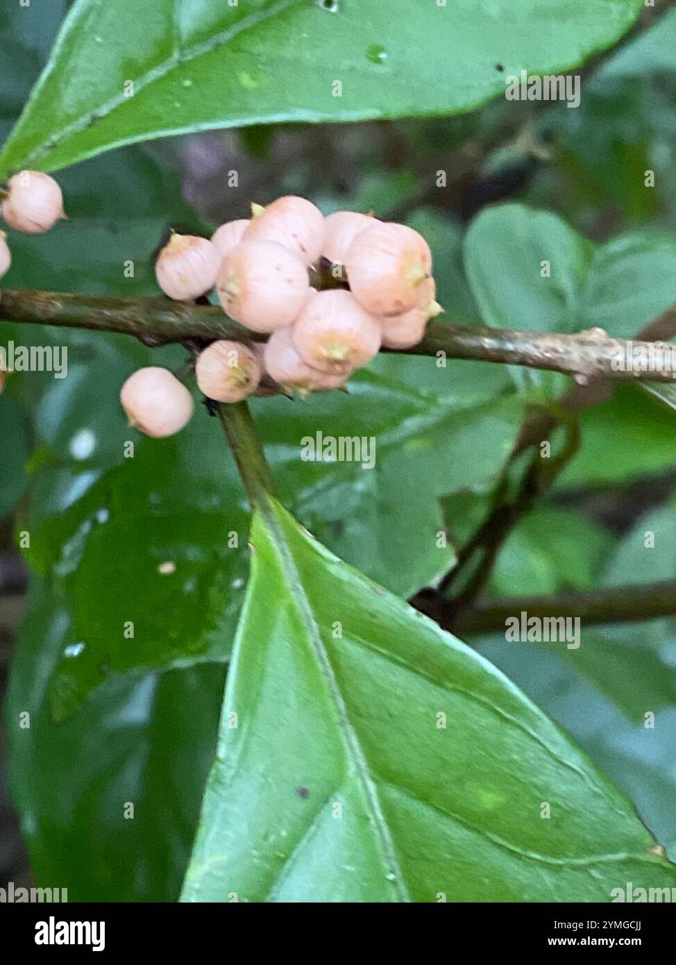 Japanese Maesa (Maesa japonica Stock Photo - Alamy
