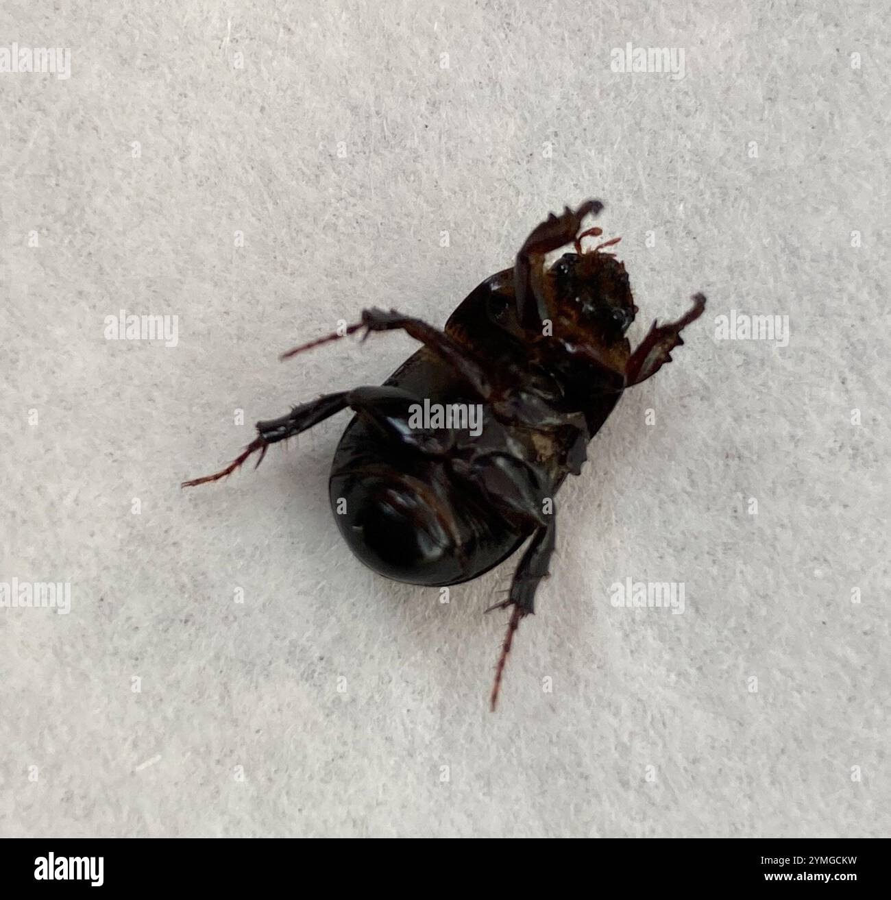 African Black Beetle (Heteronychus arator Stock Photo - Alamy