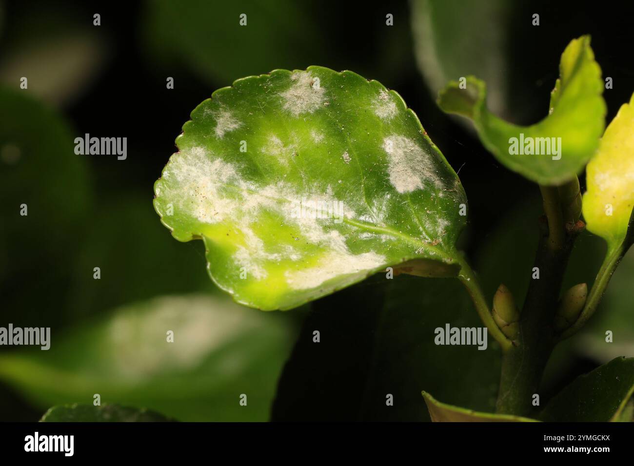 Erysiphe euonymicola hi-res stock photography and images - Alamy