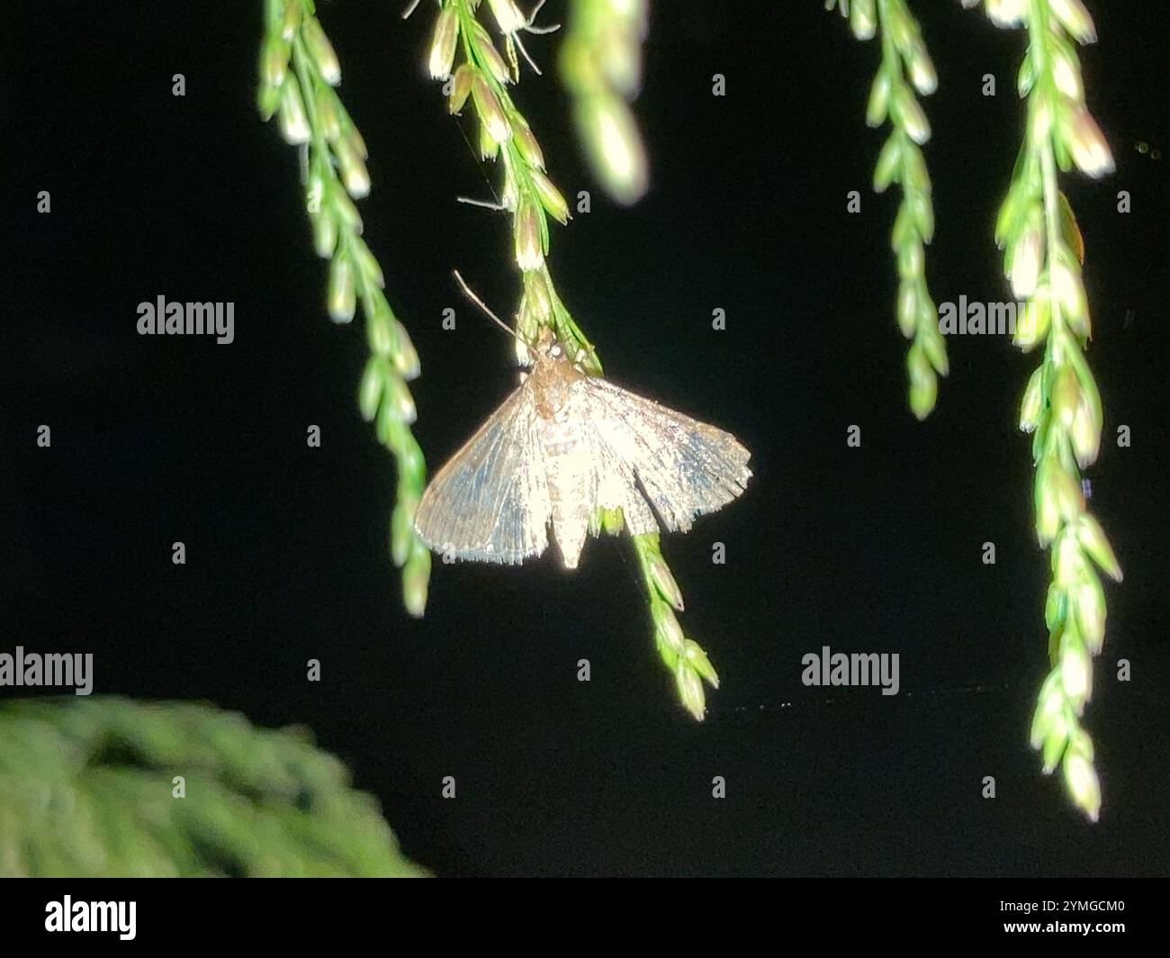 Herpetogramma hi-res stock photography and images - Alamy