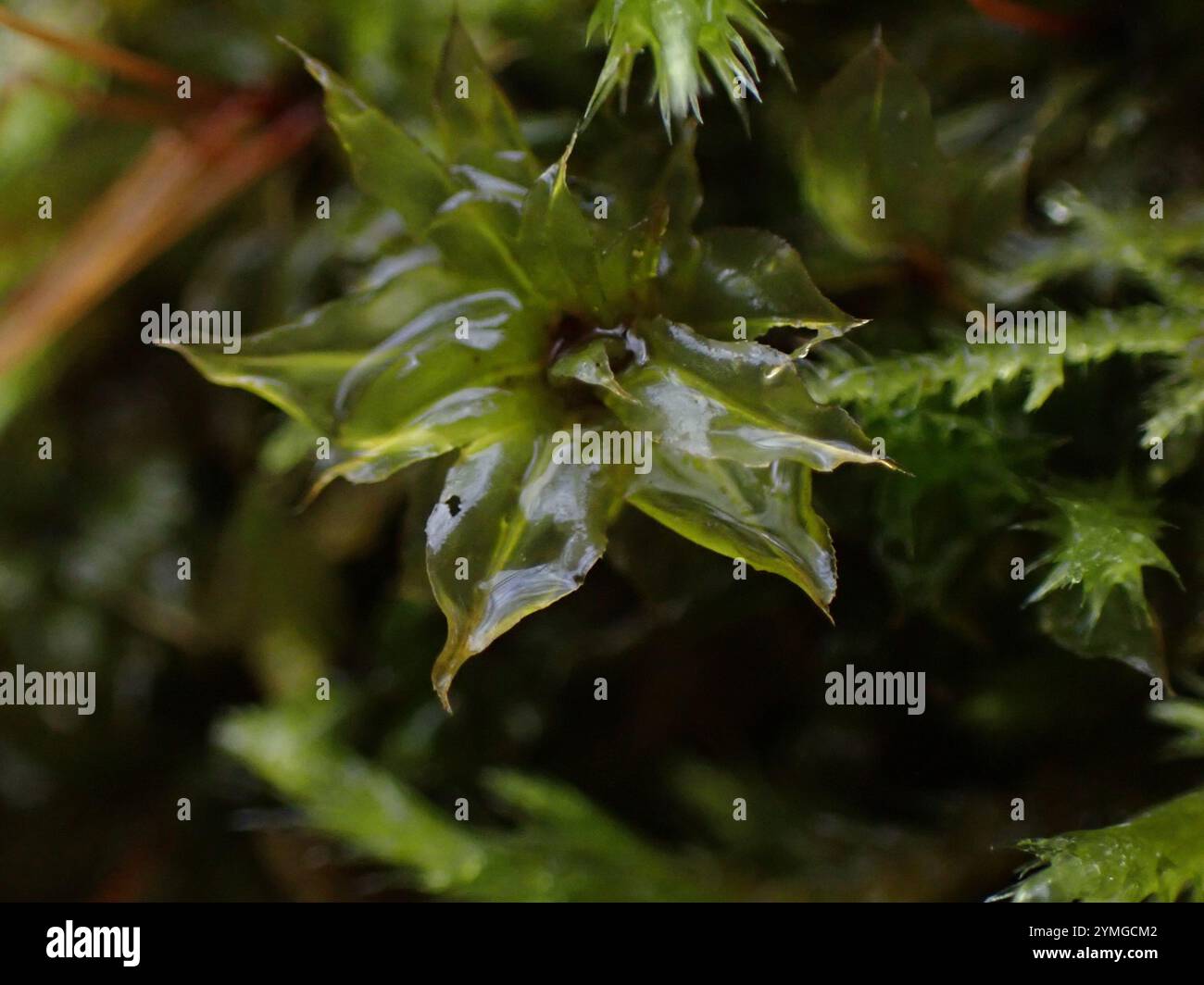 magnificent leafy moss (Plagiomnium venustum Stock Photo - Alamy