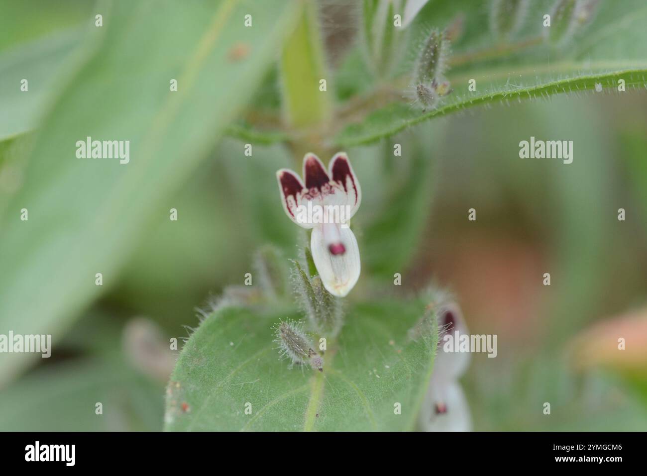 Green Chiretta (Andrographis paniculata Stock Photo - Alamy