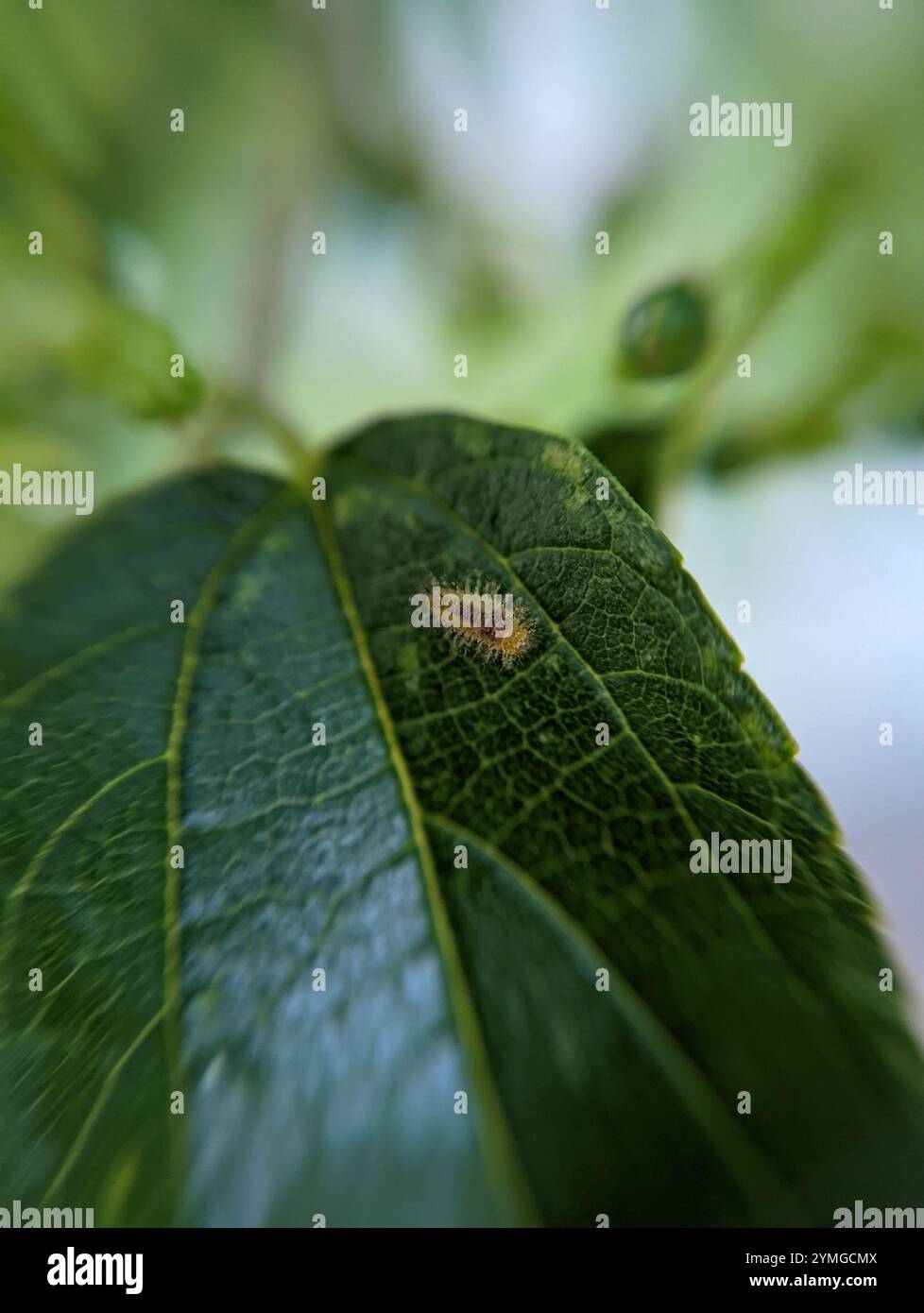 Steelblue lady beetle hi-res stock photography and images - Alamy