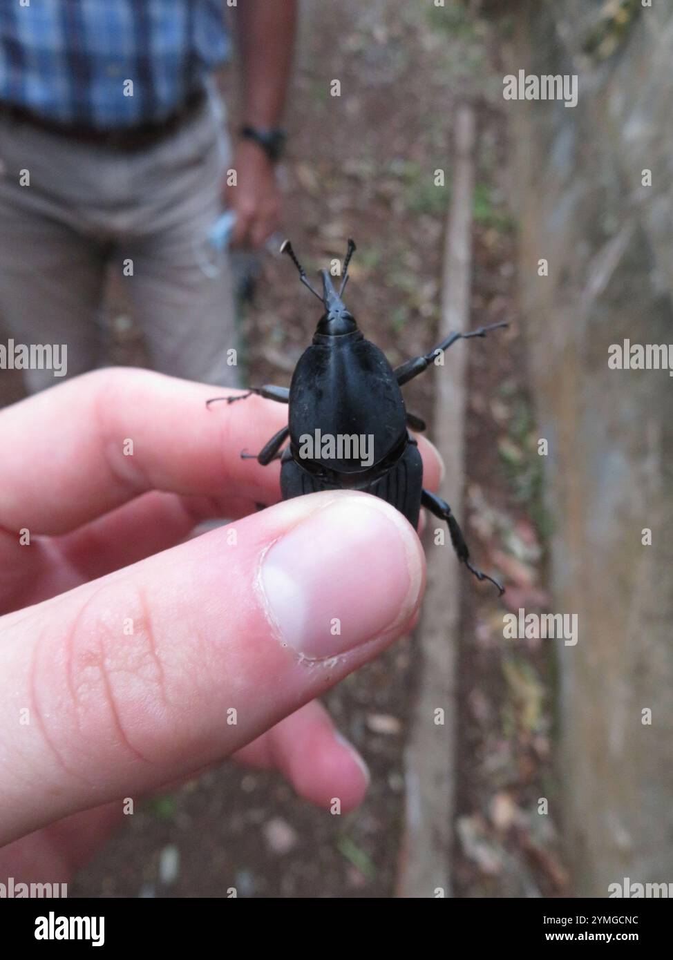 South American Palm Weevil (Rhynchophorus palmarum Stock Photo - Alamy